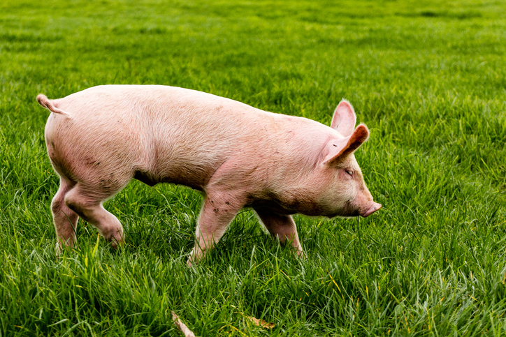 Runaway pig provides real-life lesson for Meredosia students