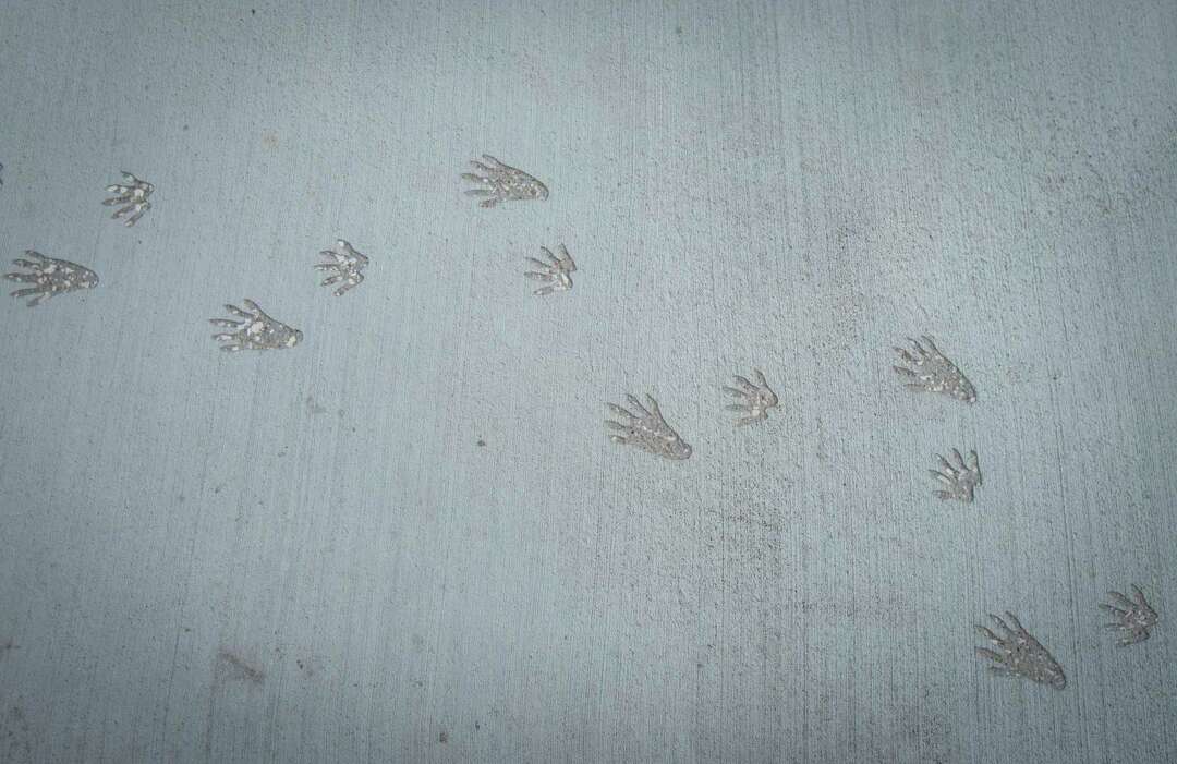 Houston land bridge opens in Memorial Park with Texas' Biggest Picnic