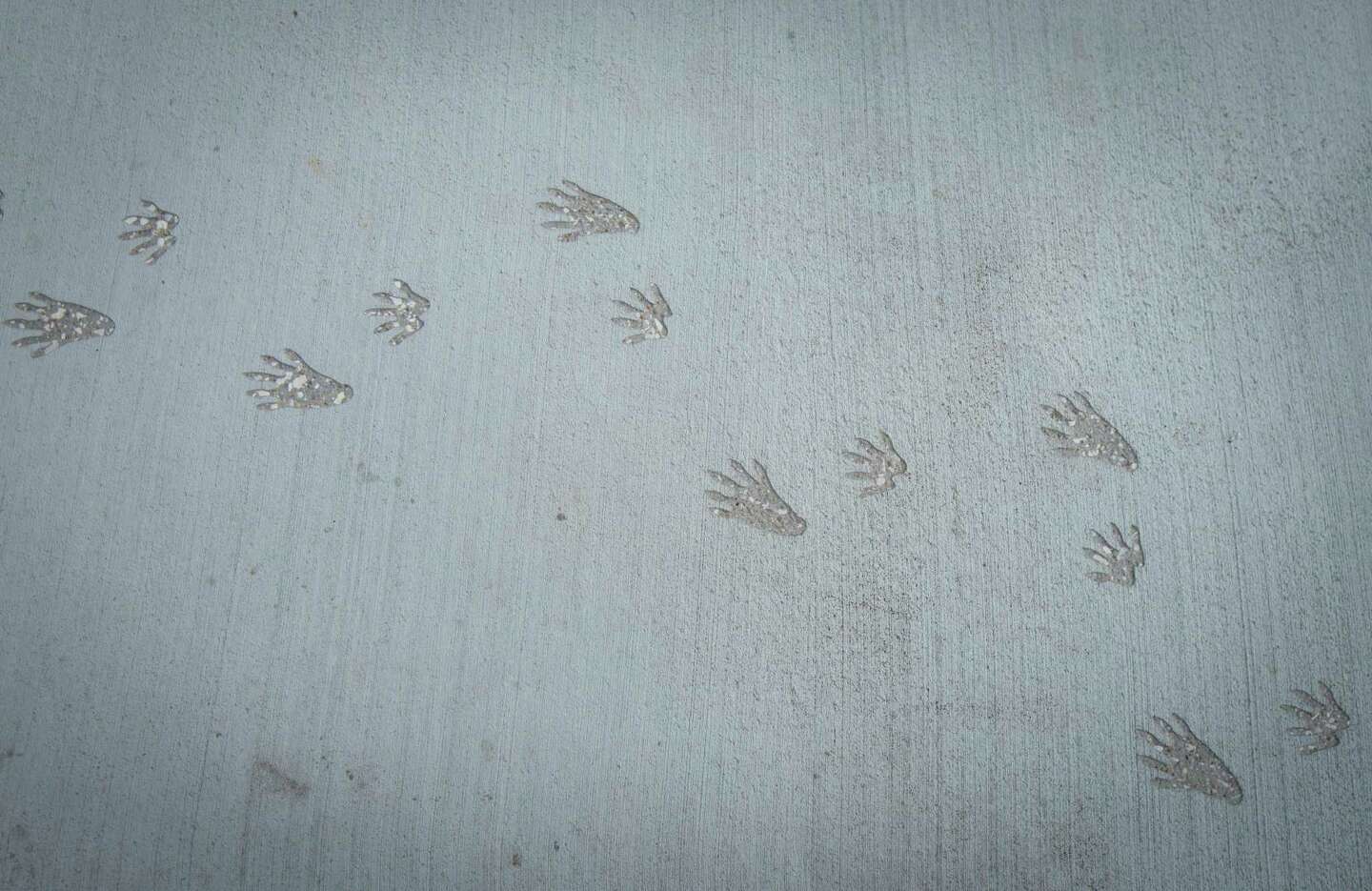 Houston land bridge opens in Memorial Park with Texas' Biggest Picnic