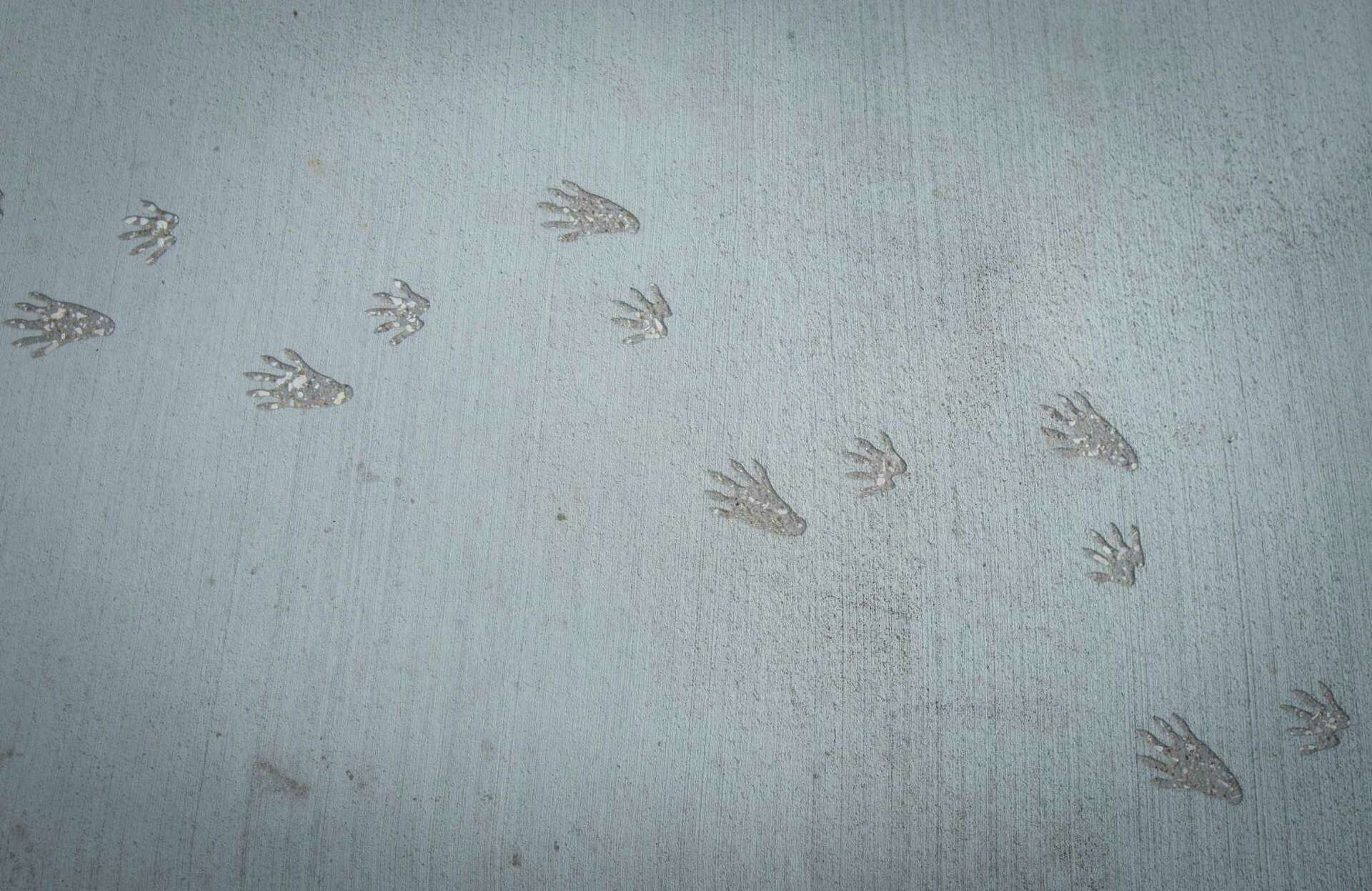 Houston land bridge opens in Memorial Park with Texas' Biggest Picnic