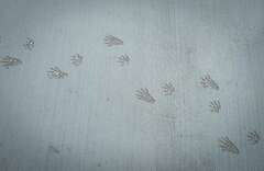 Houston land bridge opens in Memorial Park with Texas' Biggest Picnic