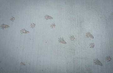 Houston land bridge opens in Memorial Park with Texas' Biggest Picnic