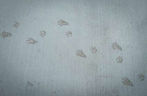 Houston land bridge opens in Memorial Park with Texas' Biggest Picnic