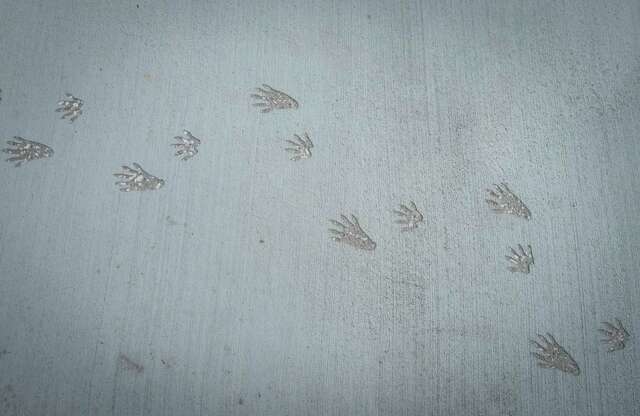 Houston land bridge opens in Memorial Park with Texas' Biggest Picnic