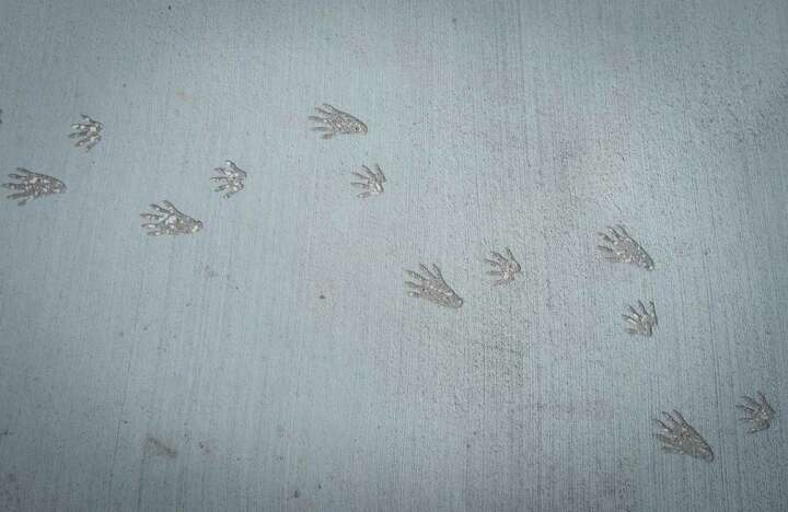 Houston land bridge opens in Memorial Park with Texas' Biggest Picnic