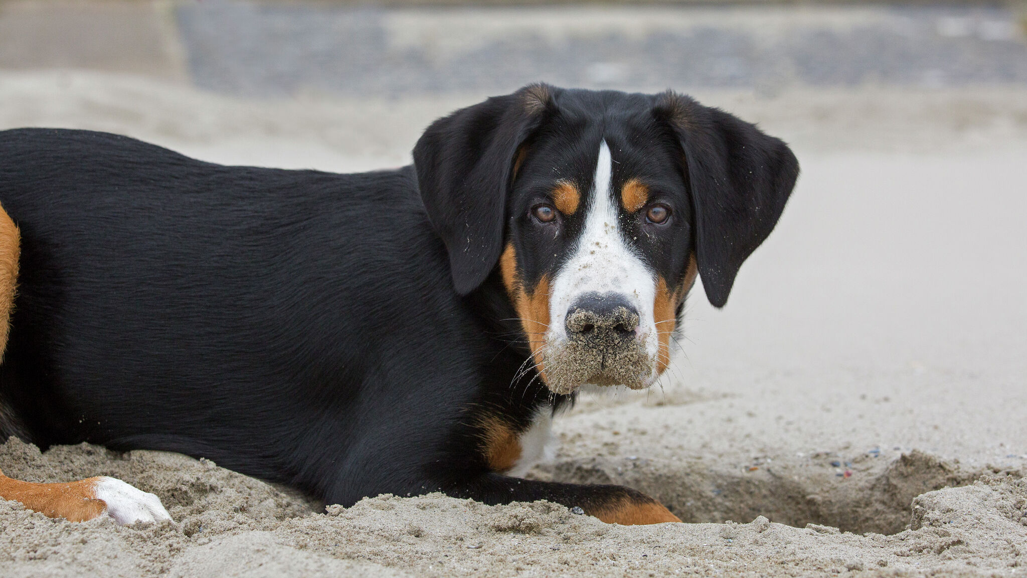 Animals Matter: Digging dogs and what to do about them