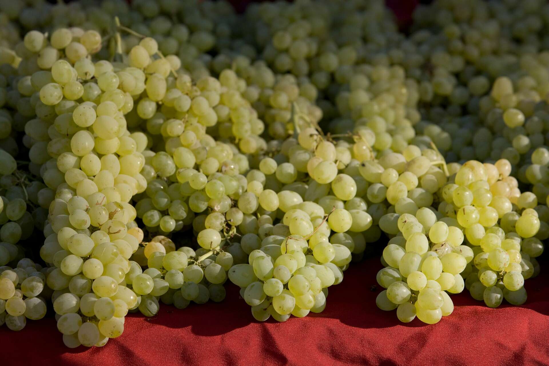 Try new grape developed by Texas A&M and the University of Arkansas