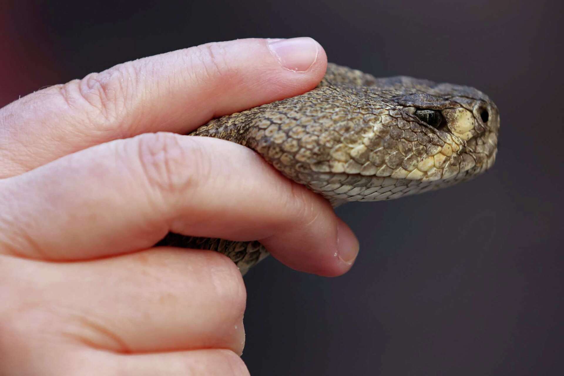 Rattlesnake season in Texas has begun. Here's what to know.