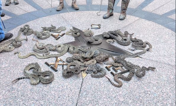 Rattlesnakes visit Texas Capitol building in Austin