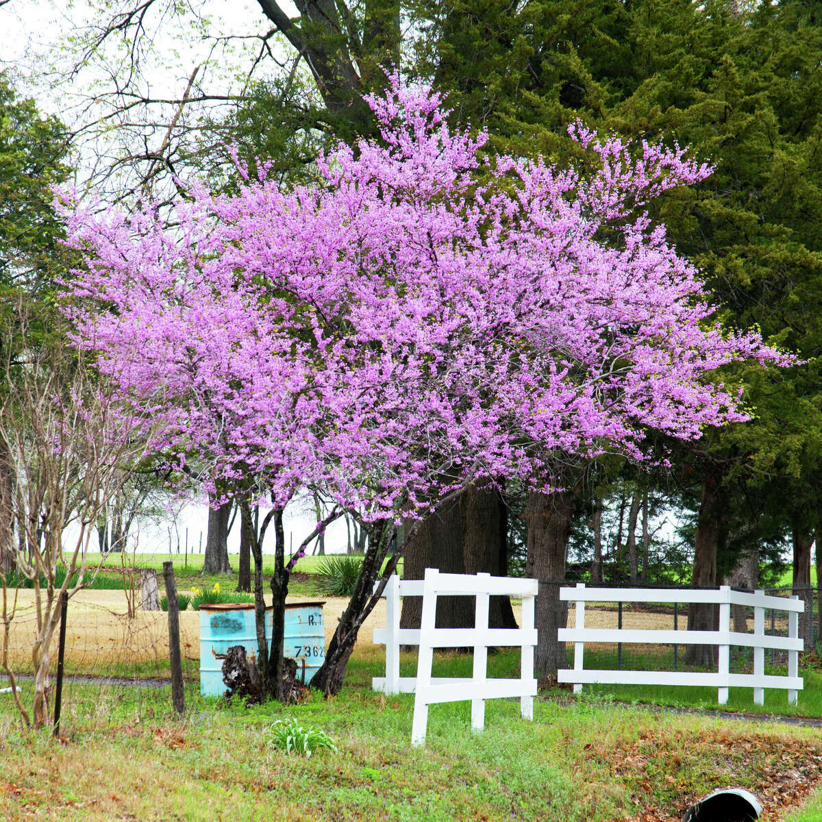 Redbud trees have a long life in Texas
