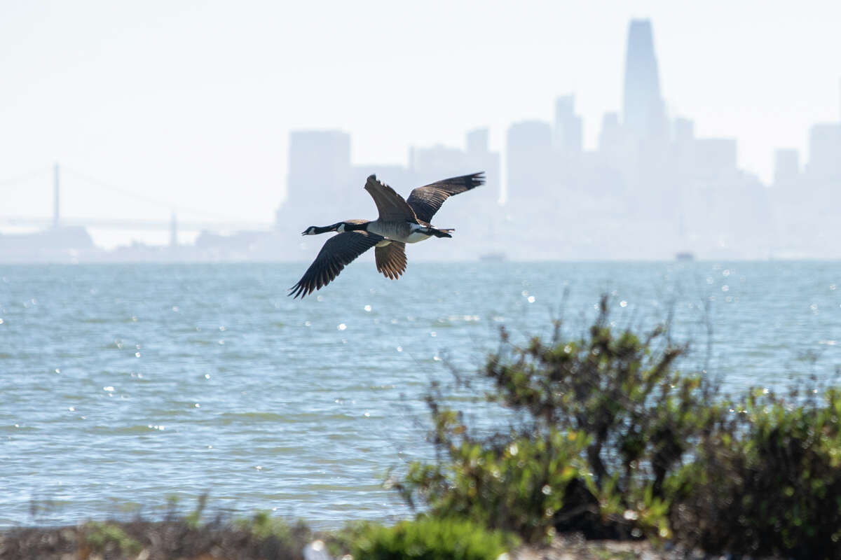 Aramburu Island may be one of the Bay Area's best-kept secrets