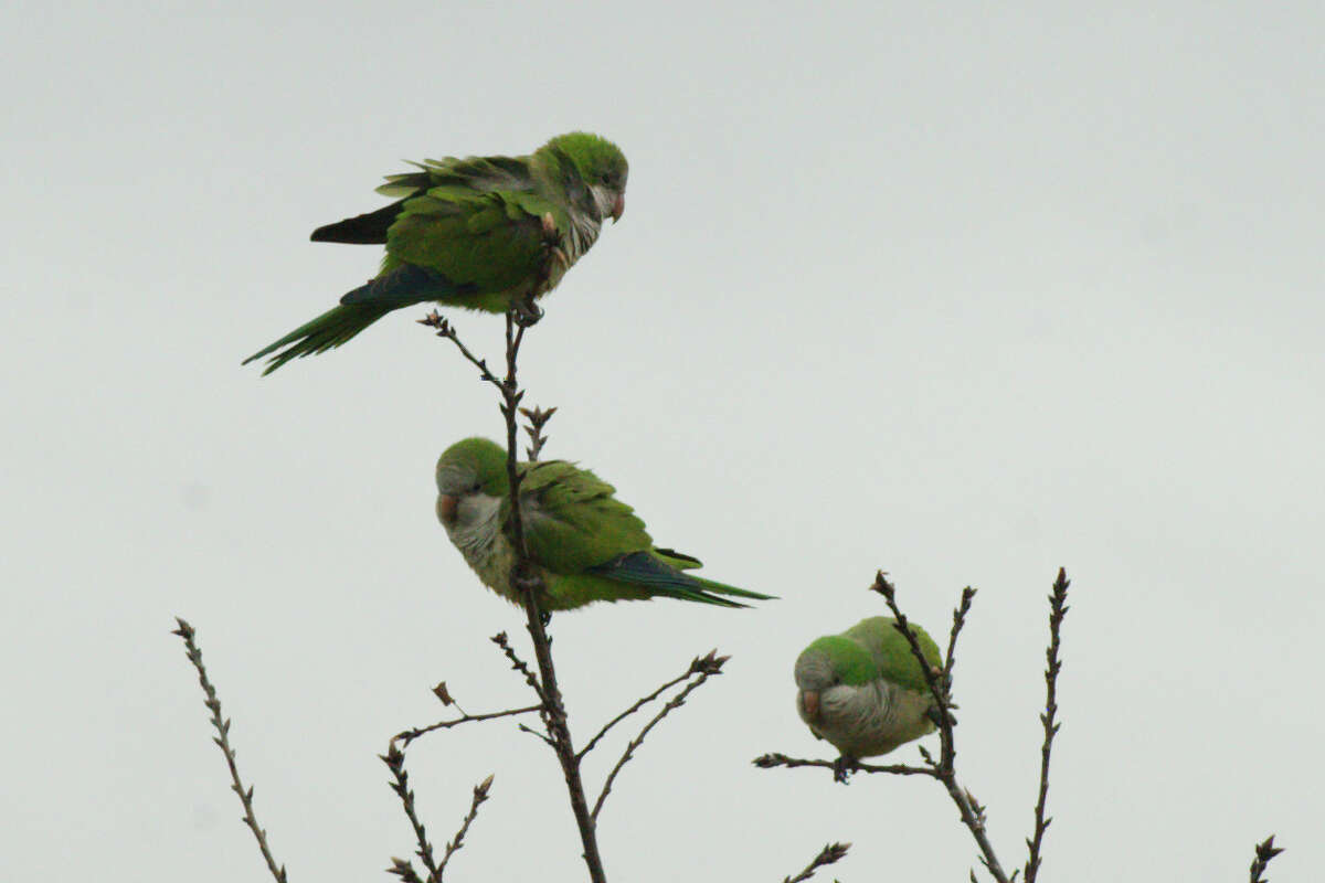 Where Houston's invasive monk parakeets came from and why they're here