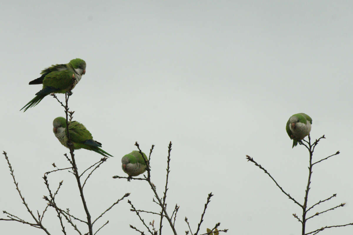 Where Houston's invasive monk parakeets came from and why they're here