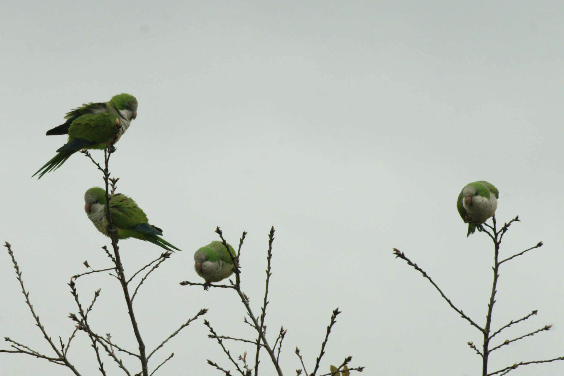 Where Houston's invasive monk parakeets came from and why they're here