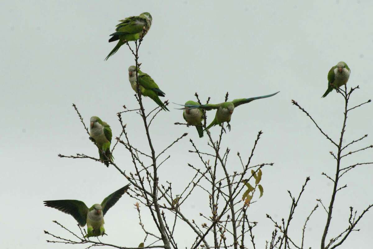 Where Houston's invasive monk parakeets came from and why they're here