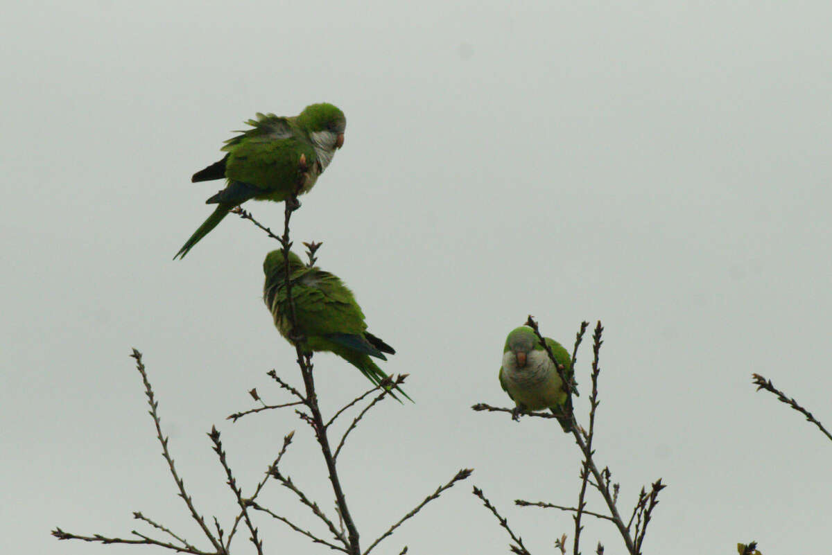 Where Houston's invasive monk parakeets came from and why they're here