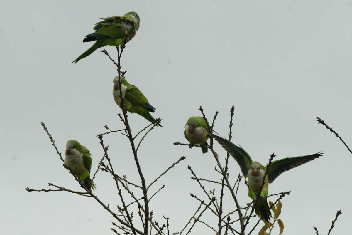 Where Houston's invasive monk parakeets came from and why they're here