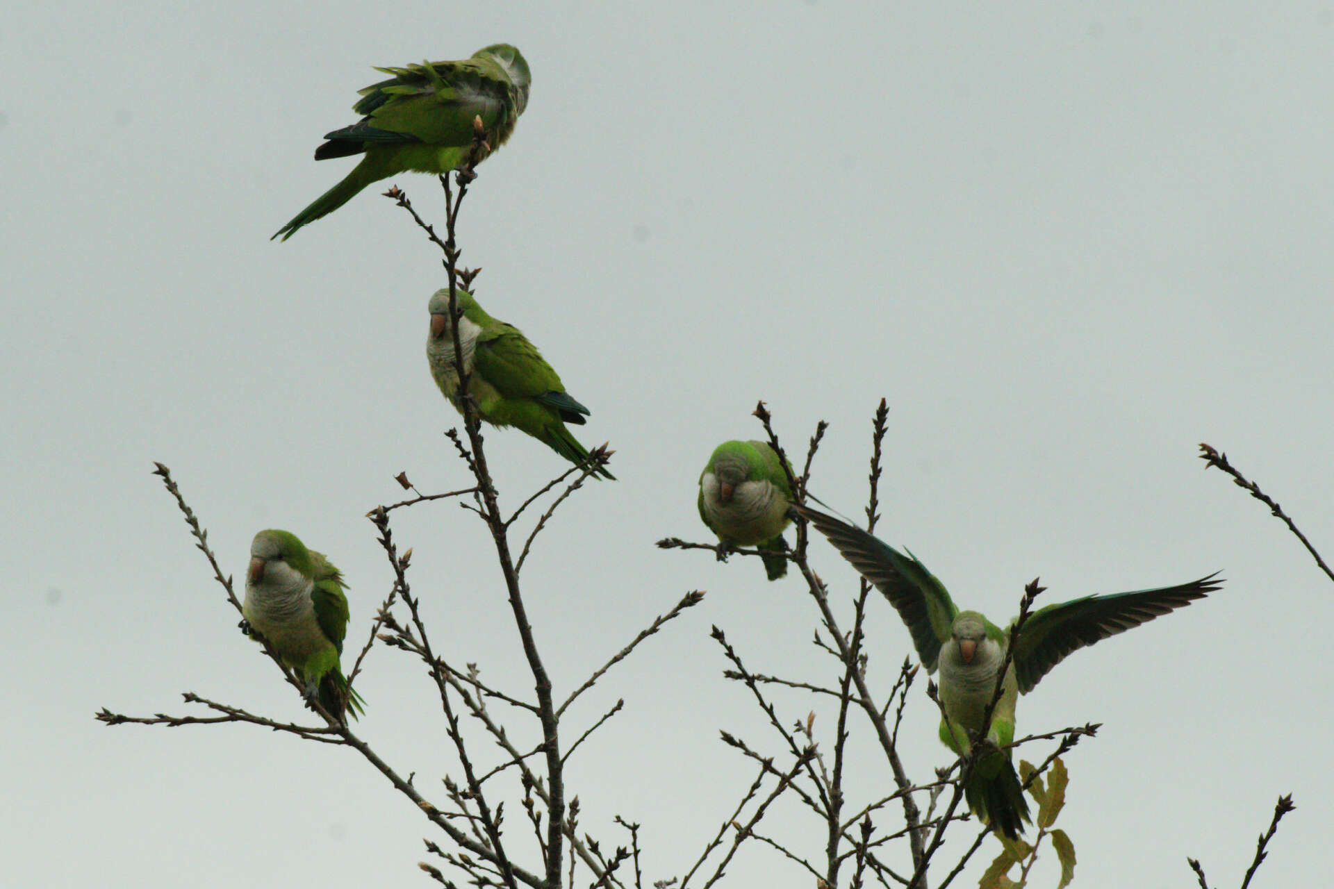 Where Houston's invasive monk parakeets came from and why they're here