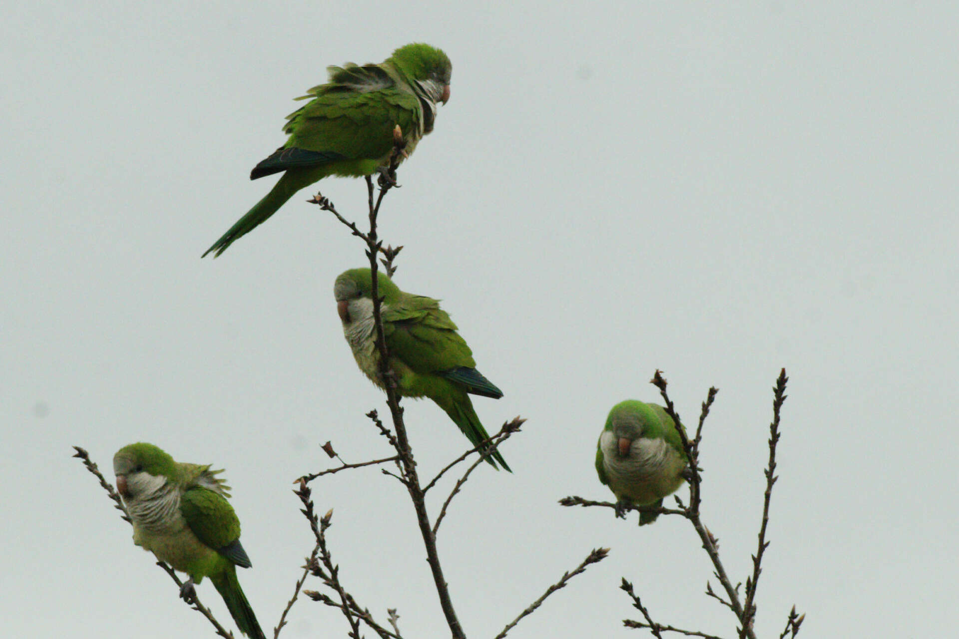 Where Houston's invasive monk parakeets came from and why they're here
