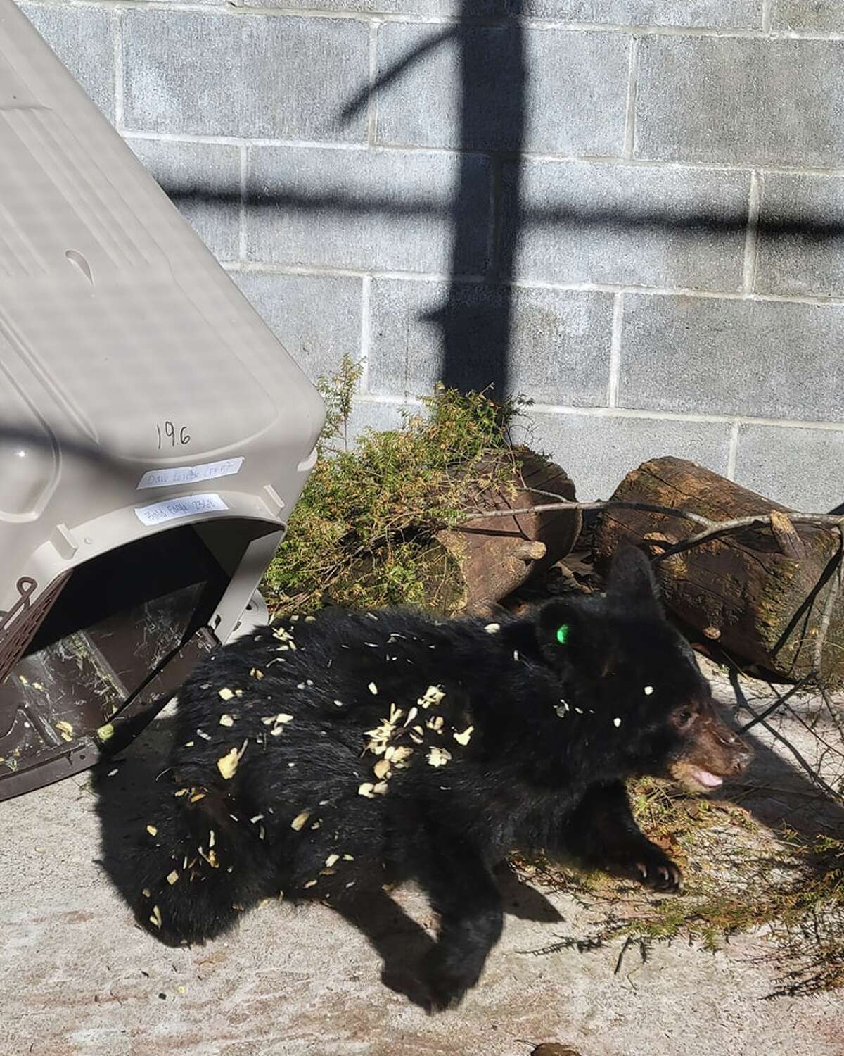 Orphaned black bear rescued in Adirondacks, brought to wildlife center