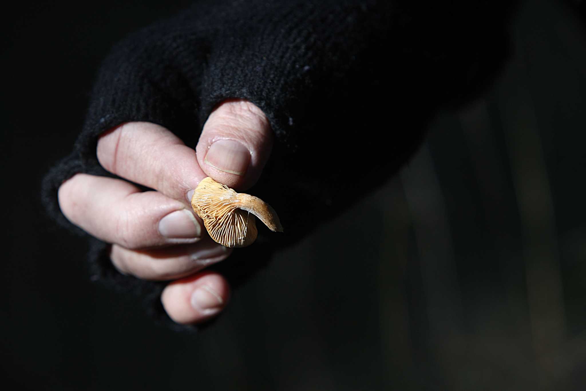 Candy cap mushroom dishes and other fungi in the Bay Area