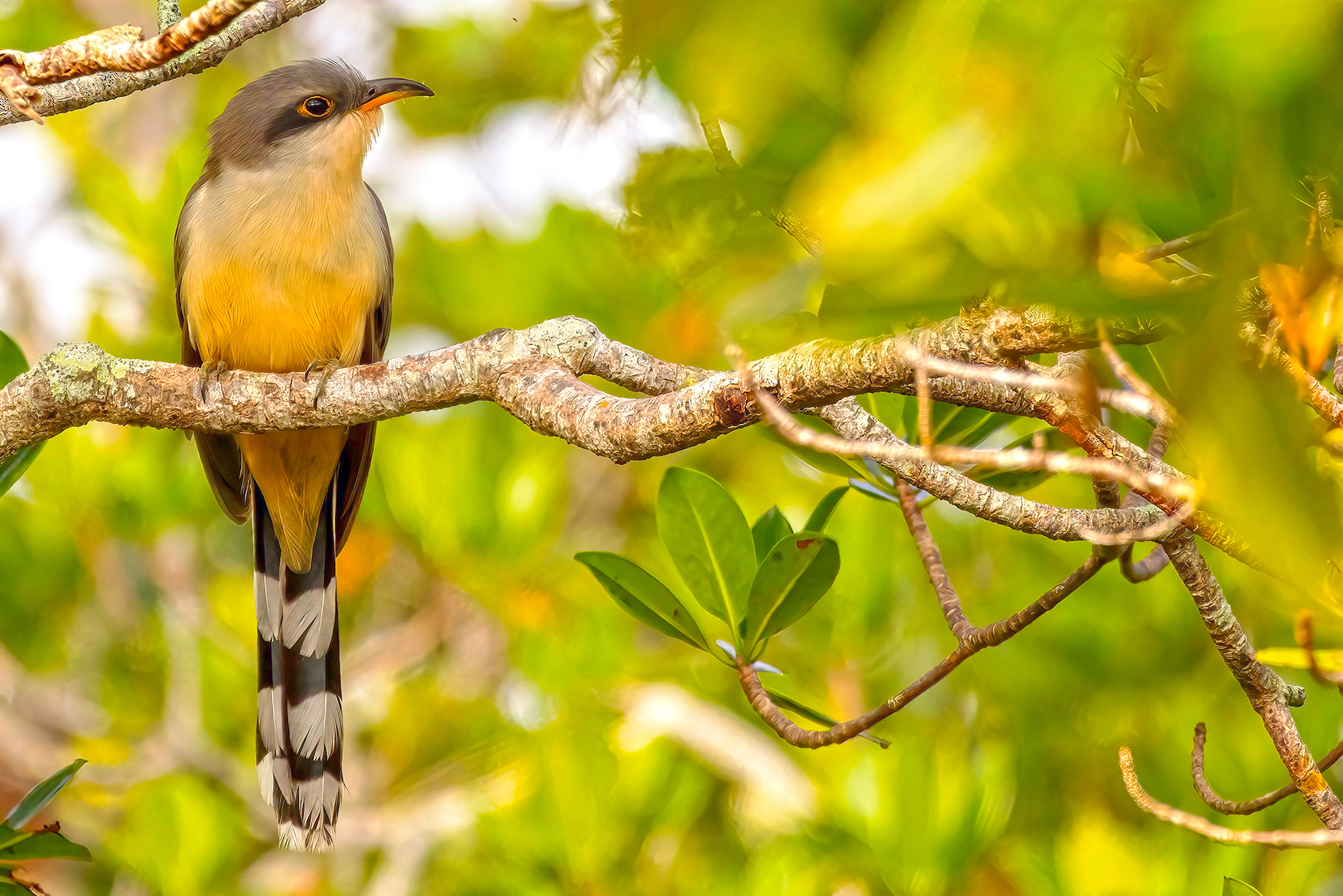 Mangrove Birds