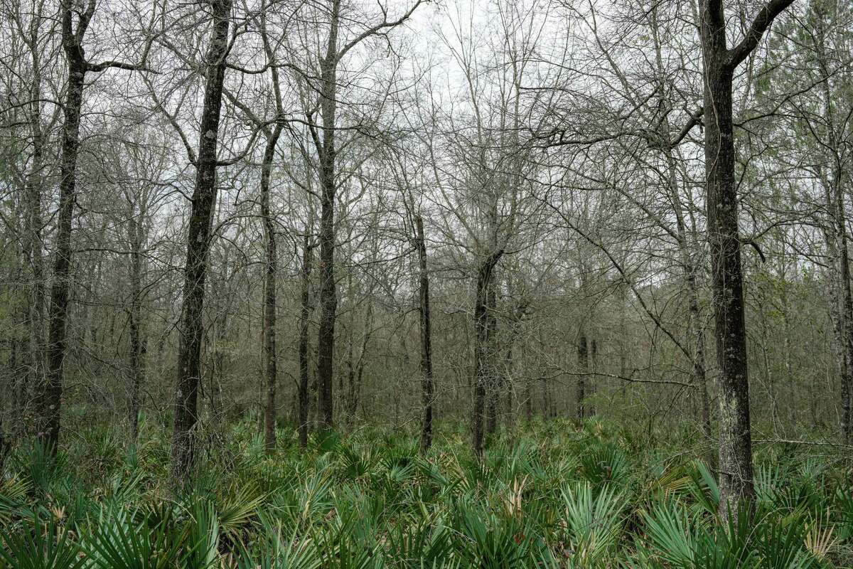 Halls Bayou gets nearly 600 new trees in Houston reforestation effort