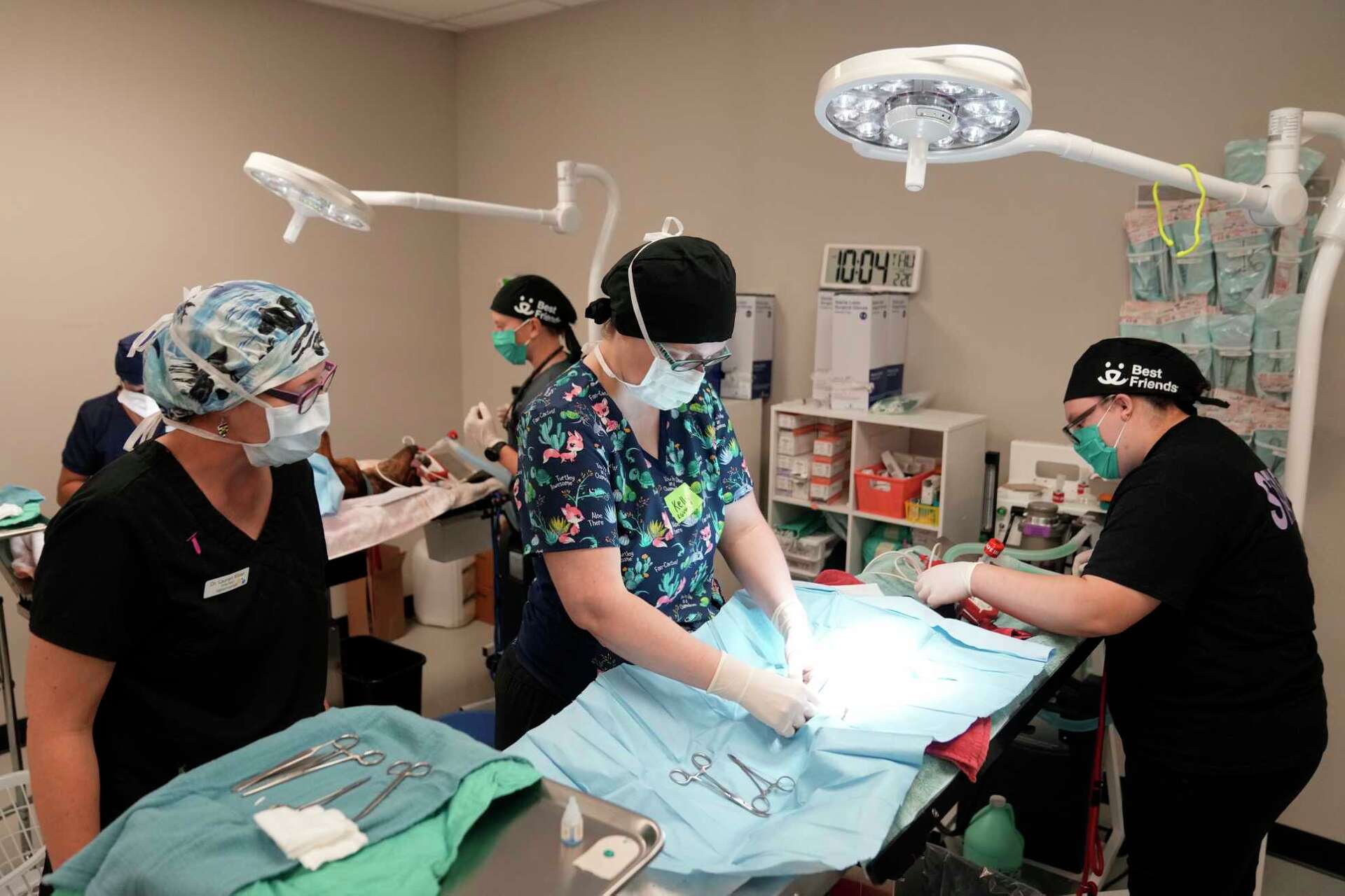 Houston stray animal crisis: Spay and neuter workshops curb numbers
