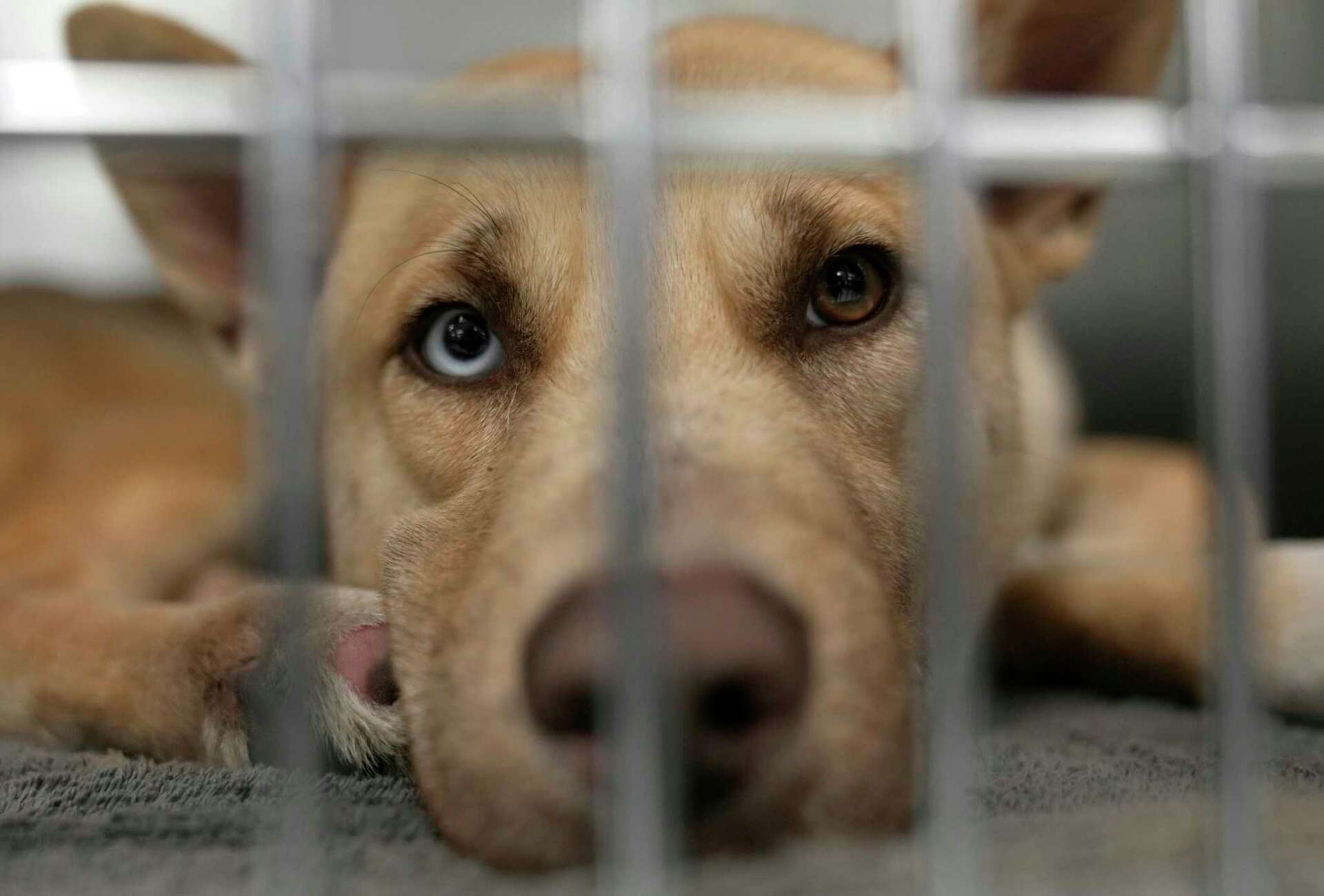 Houston stray animal crisis: Spay and neuter workshops curb numbers