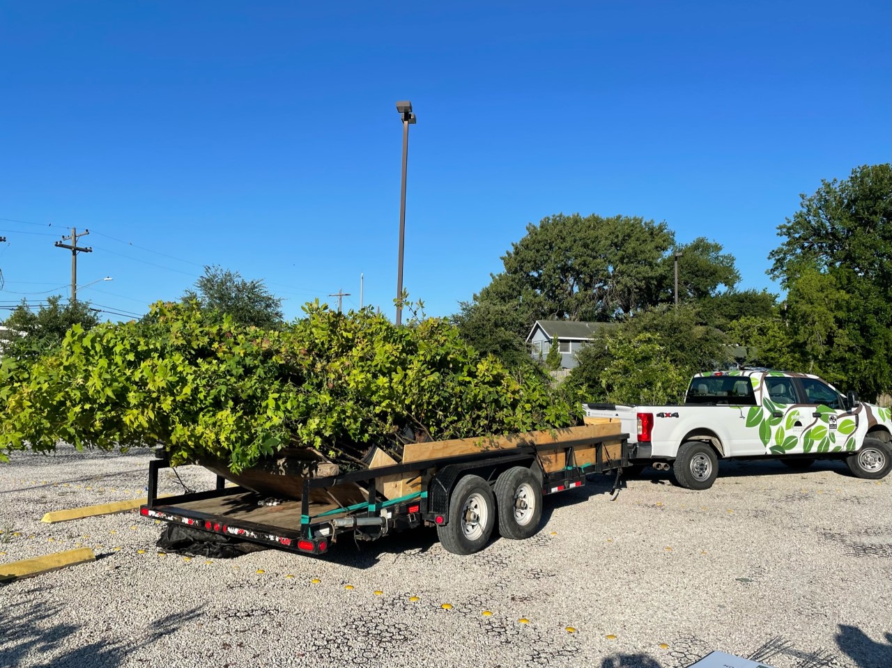 Nonprofit to give away hundreds of free small trees in Port Arthur