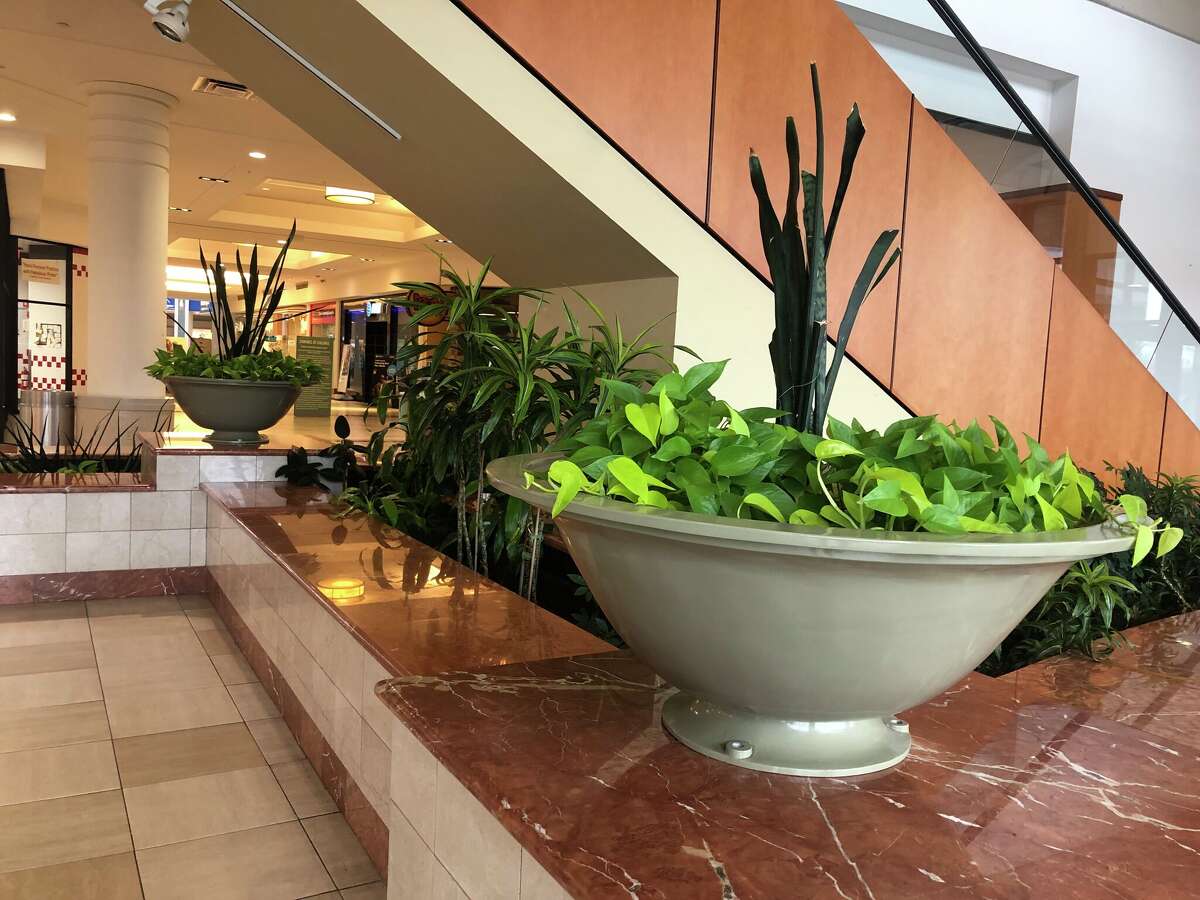 Taking root: Local interior landscape company brings the outside in