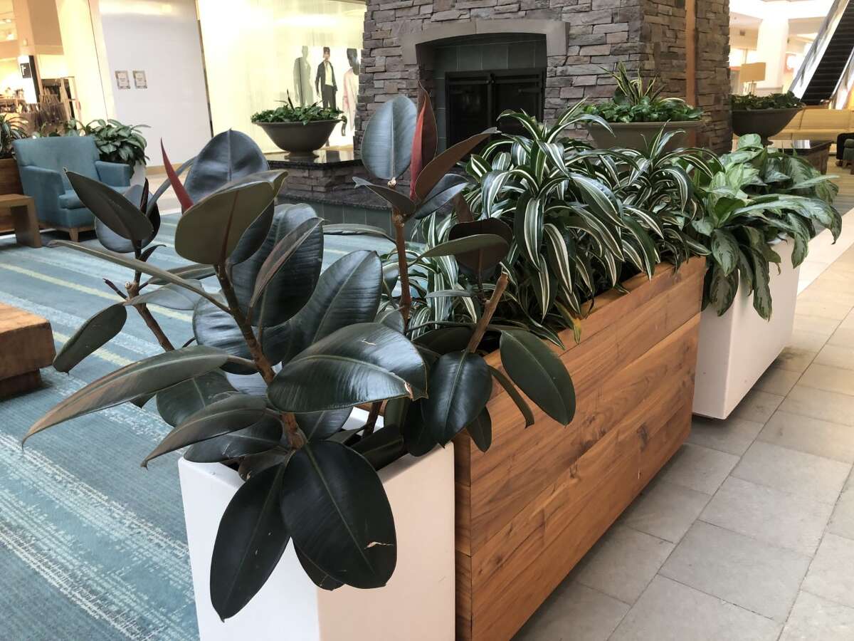 Taking root: Local interior landscape company brings the outside in