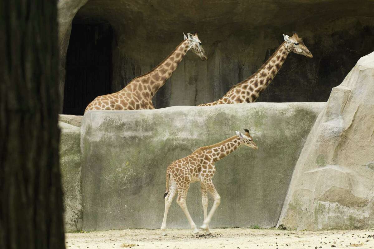 Giraffe With Dwarfism