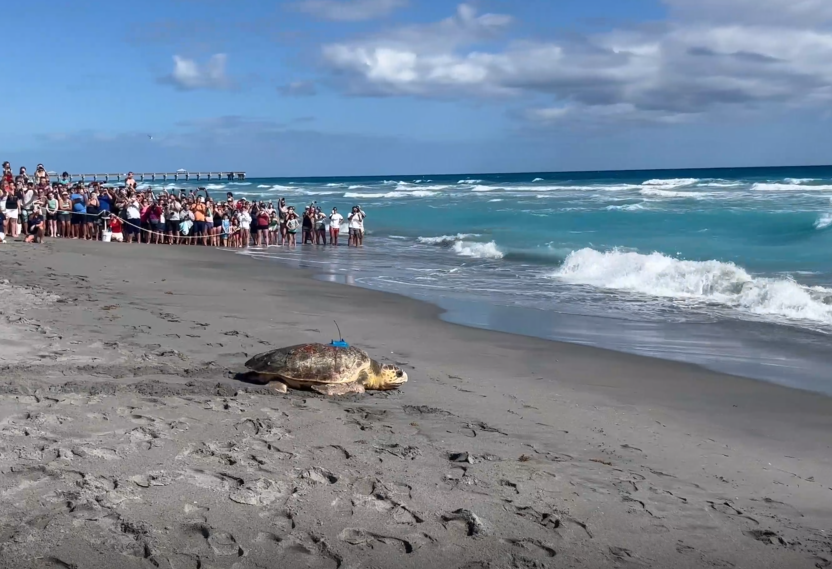 After a life-threatening injury, Rocky the sea turtle has a second ...