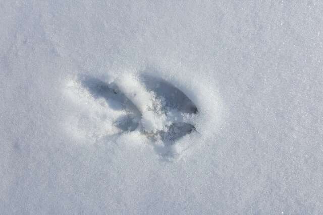 What made those tracks in my backyard?