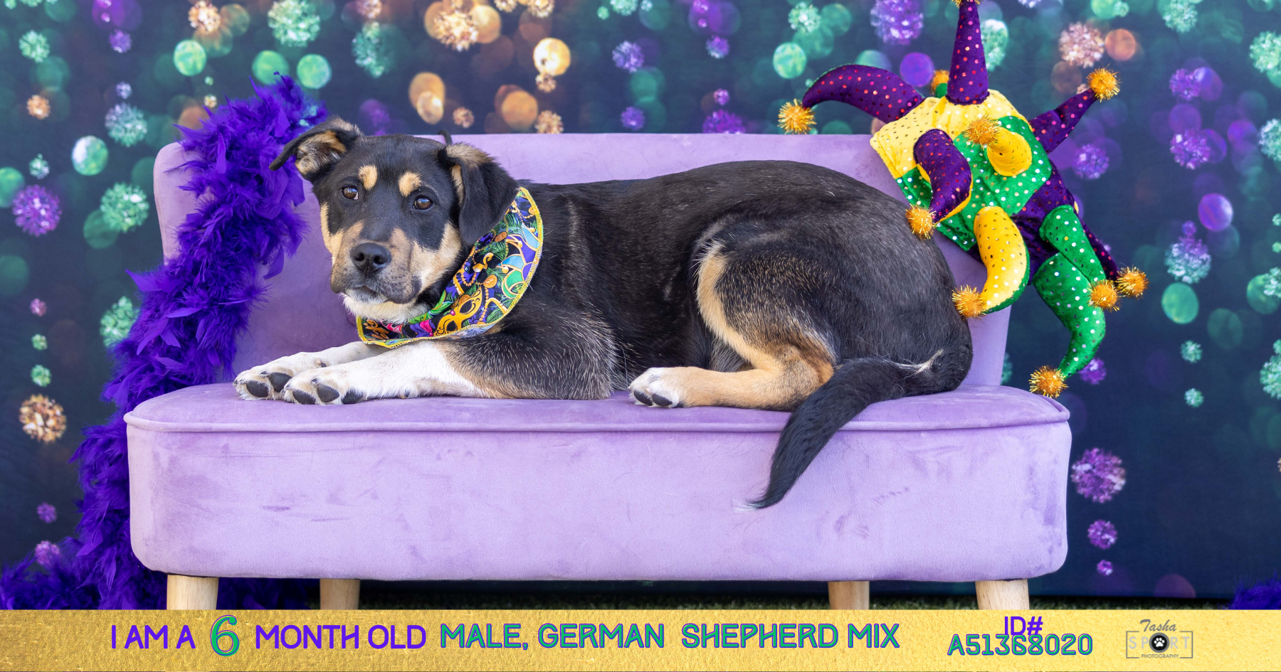 Check out these adoptable animals at the Midland Animal Shelter