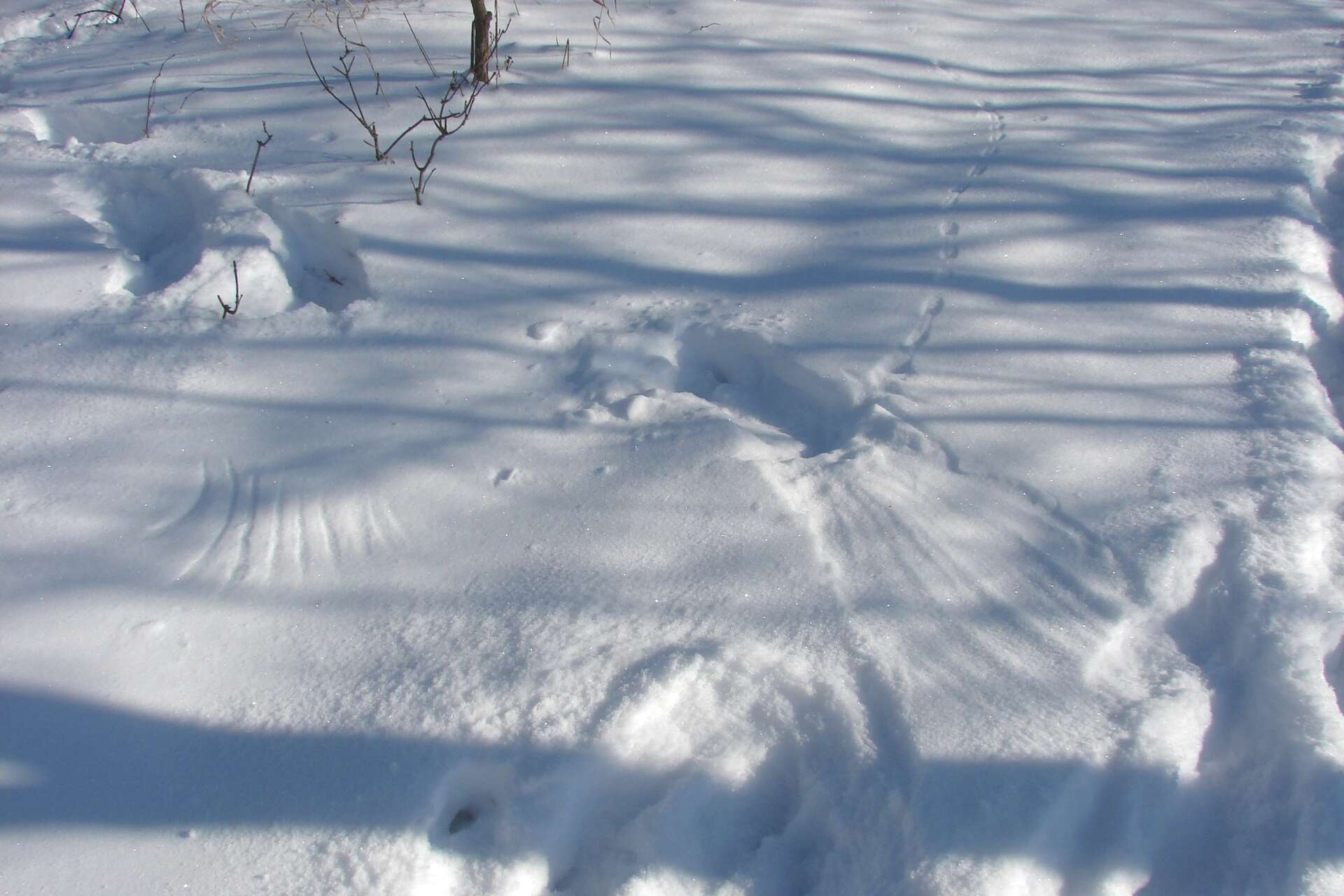 What made those tracks in my backyard?