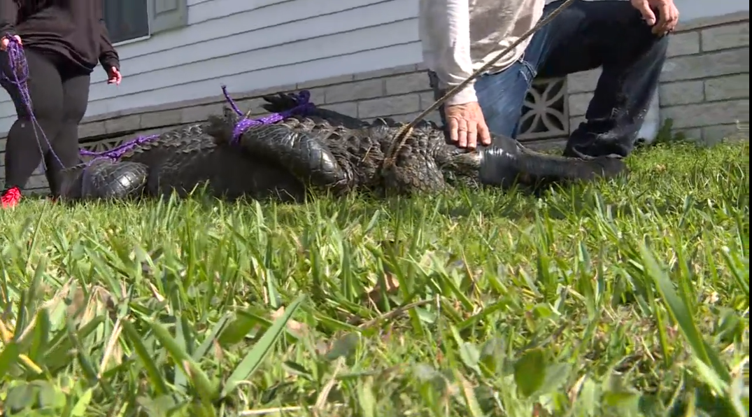 Woman describes harrowing moments trying to save neighbor fatally ...