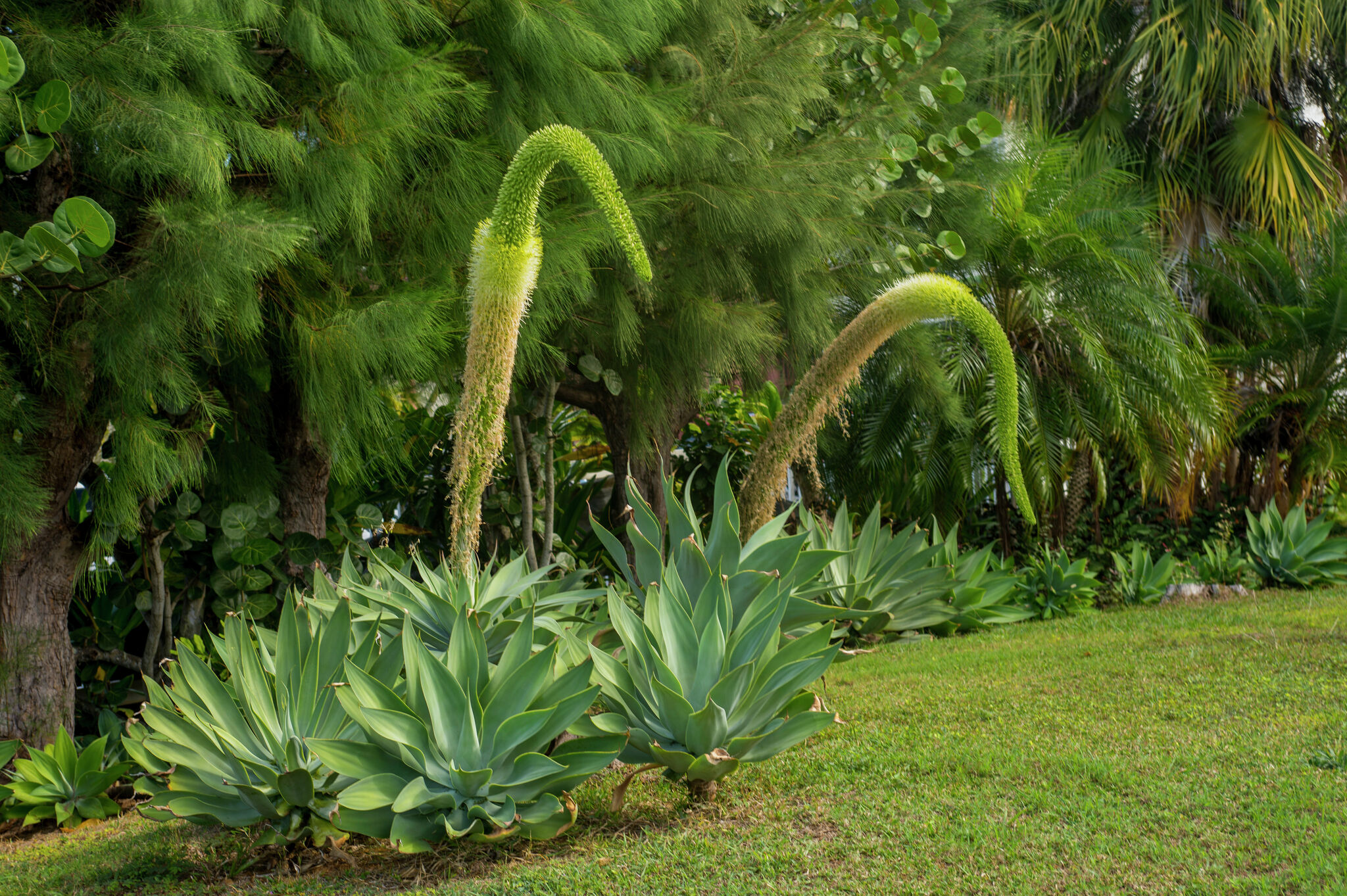 Sperry: Foxtail agave can't withstand Kerrville freezing temperatures,