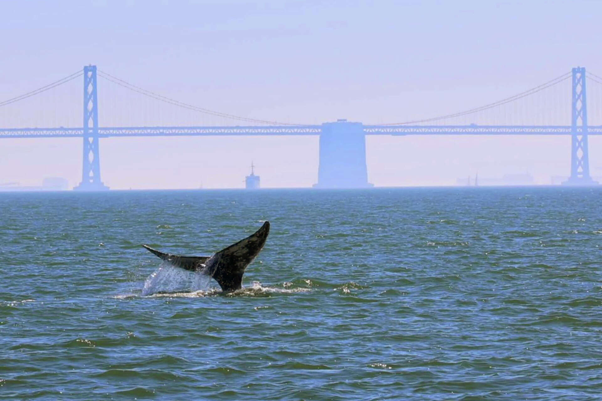 First gray whale of the year spotted in San Francisco Bay