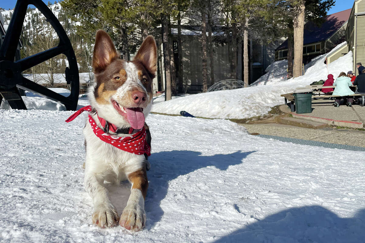 Why locals love this 50-year-old Palisades Tahoe bar
