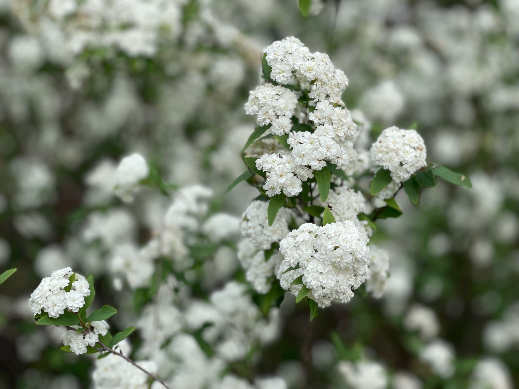 Texas A&M garden expert has answers for spring weeds, shrub pruning