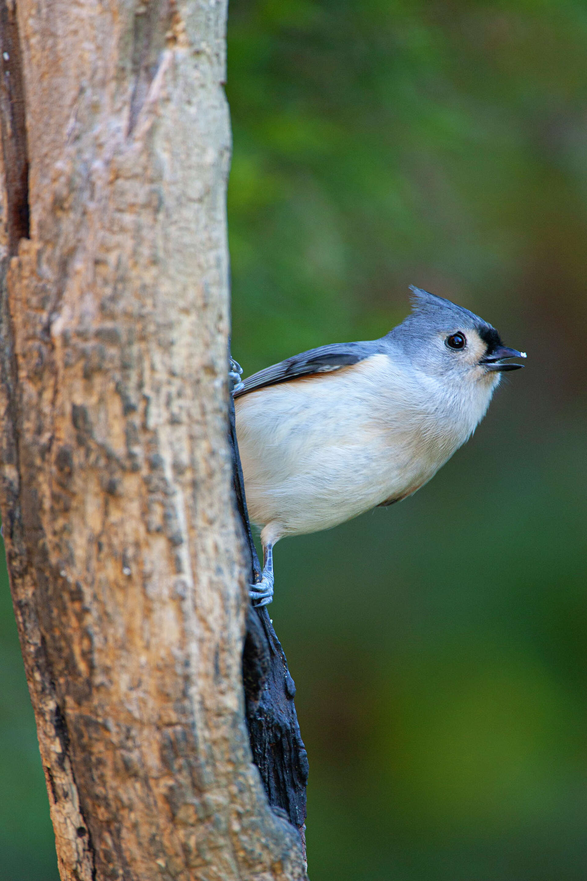 NatureFest celebrates wildlife at North Harris County park