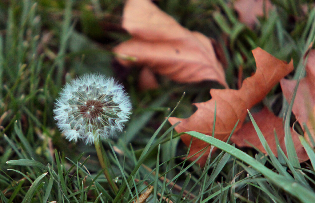 Jeff Floyd: Texas A&M turfgrass site can explain weeds' impact on lawn