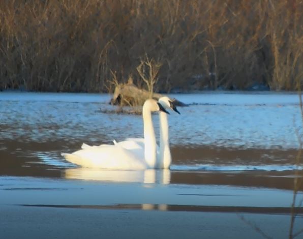 Trumpeter swans are success stories of the recent past