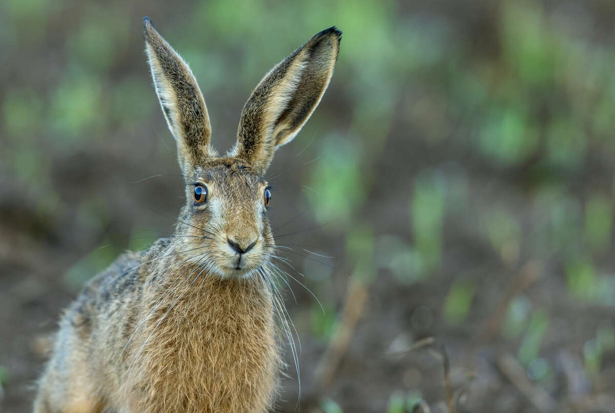 Rabbit Hemorrhagic disease spreads east in Texas