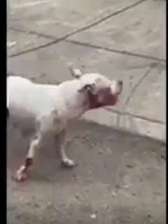 Witnesses to dog attack that killed Ramon Najera report retaliation