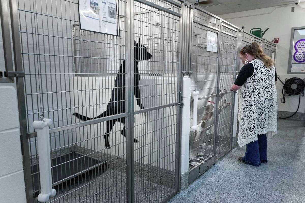 Harris County shelter volunteers demand changes over cruelty concerns