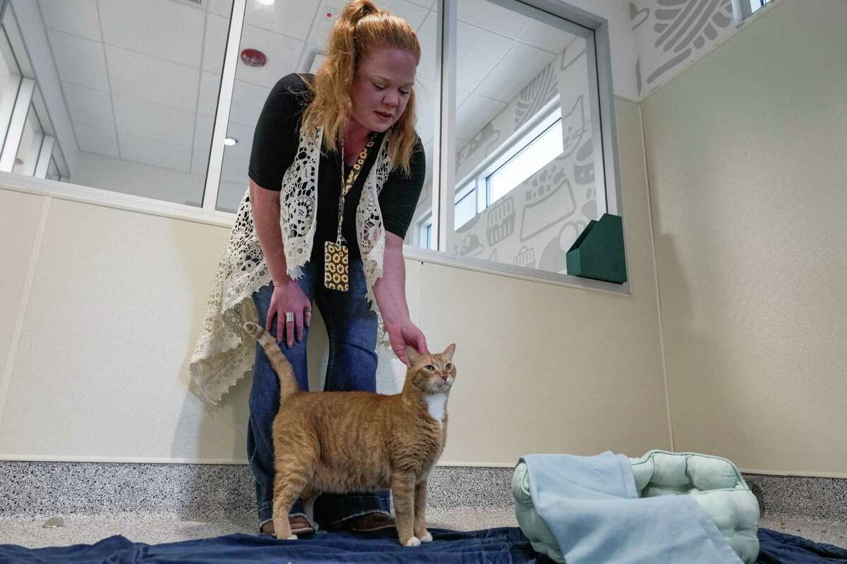 Harris County shelter volunteers demand changes over cruelty concerns