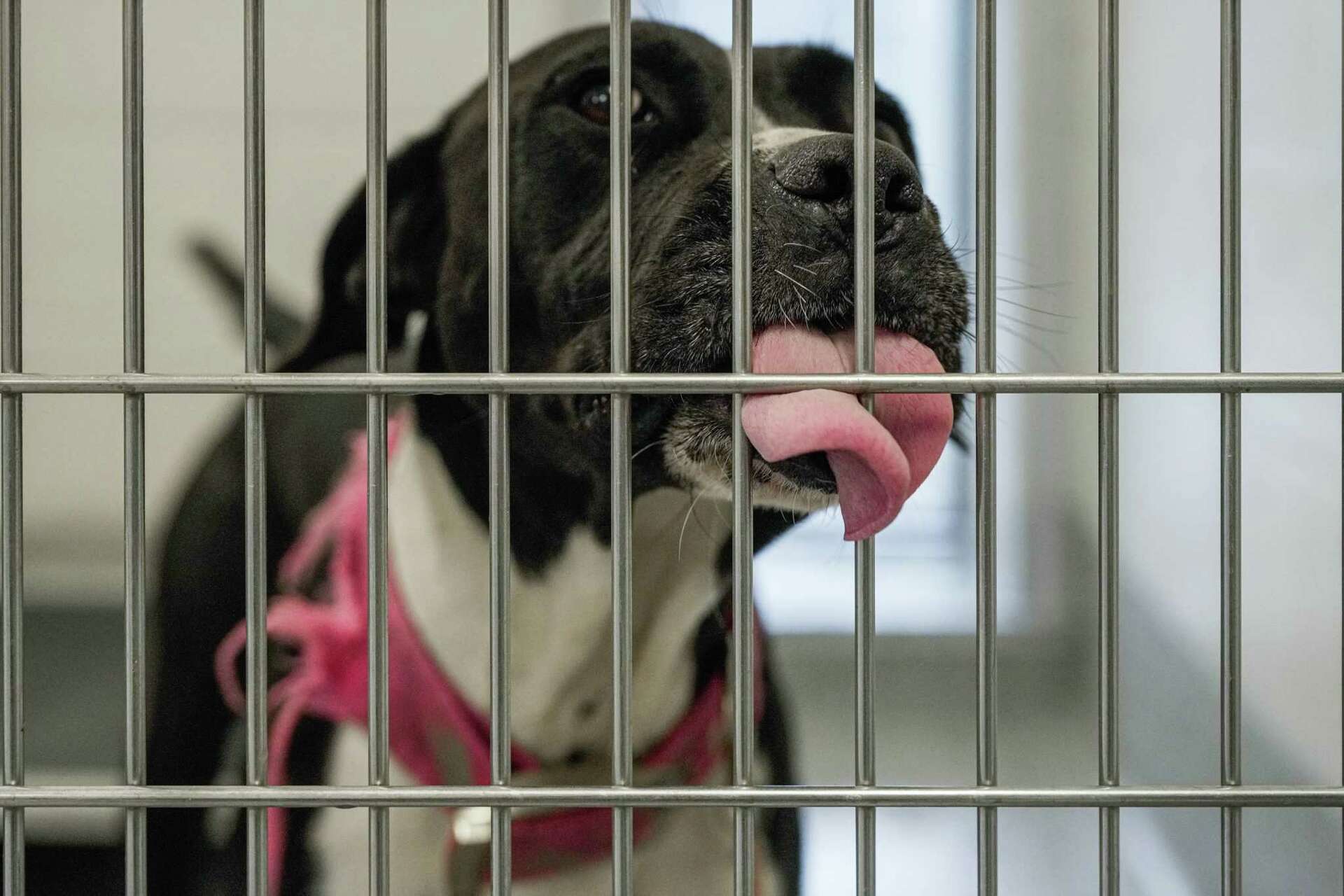 Ex-Harris County Pets staff, volunteers warn of animal cruelty